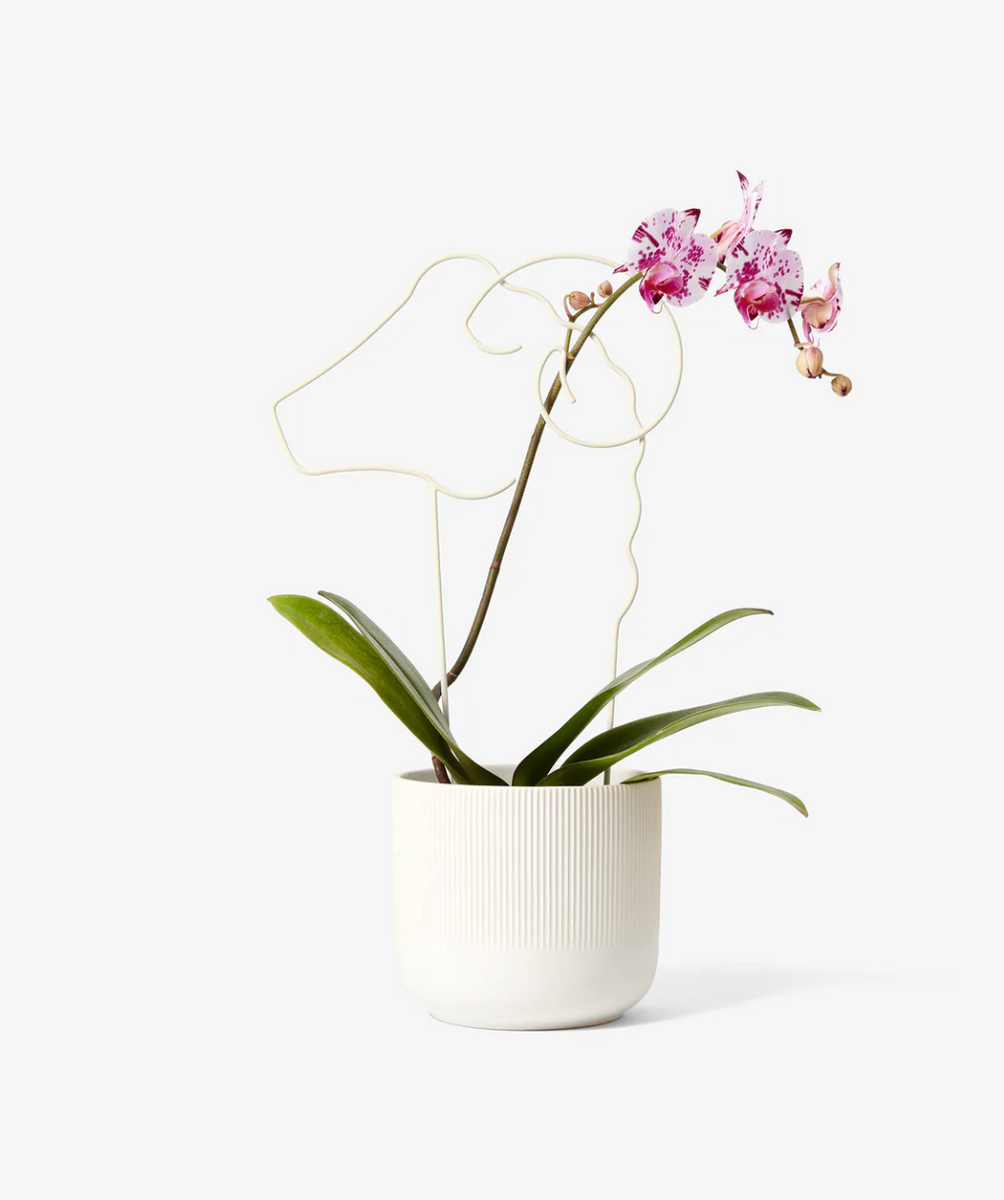 Large Ram Plant Trellis – Our Life by Stella's